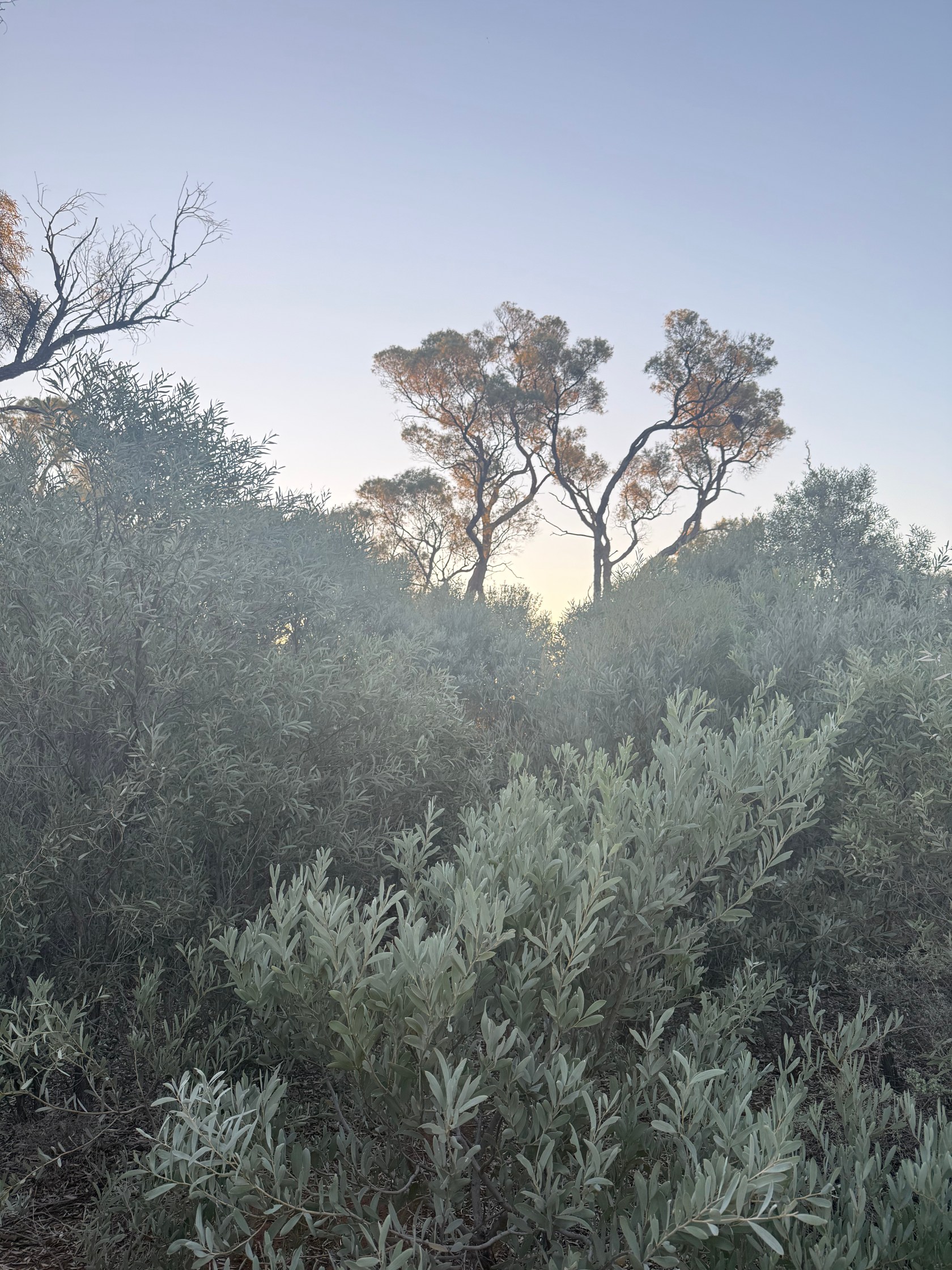 A Poetic Moment Enduring Nature’s Challenges Amidst the Aussie Bush ...